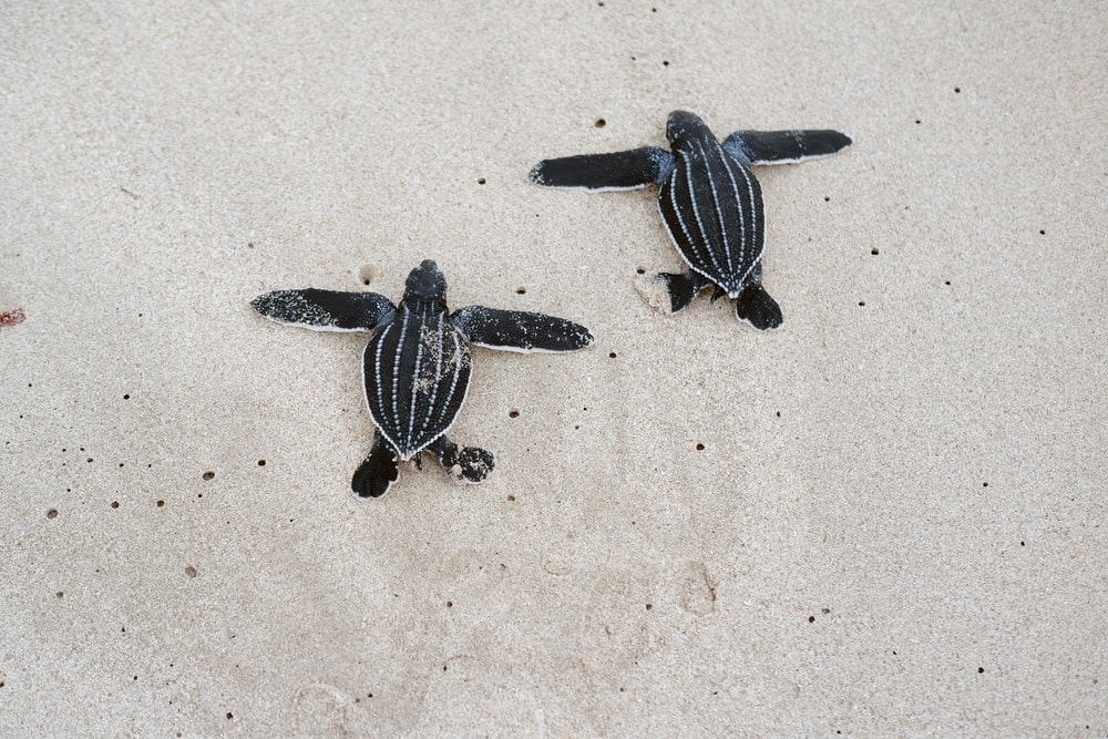 leatherback sea turtle description